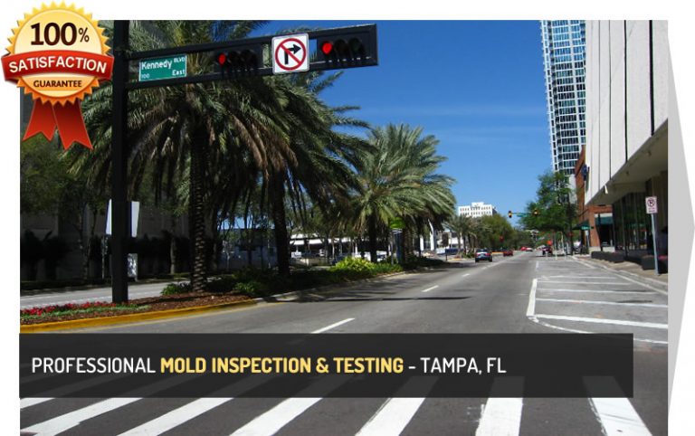 Mold Detection Tampa